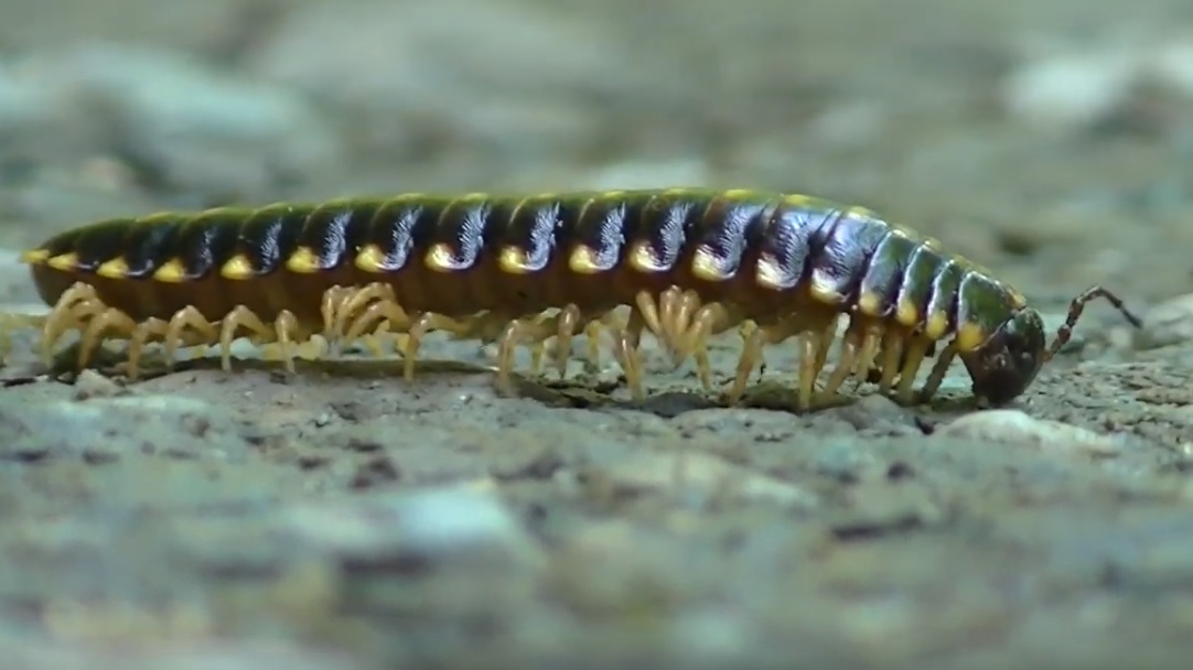 Dark Angry Moody Shit - Brumbylon